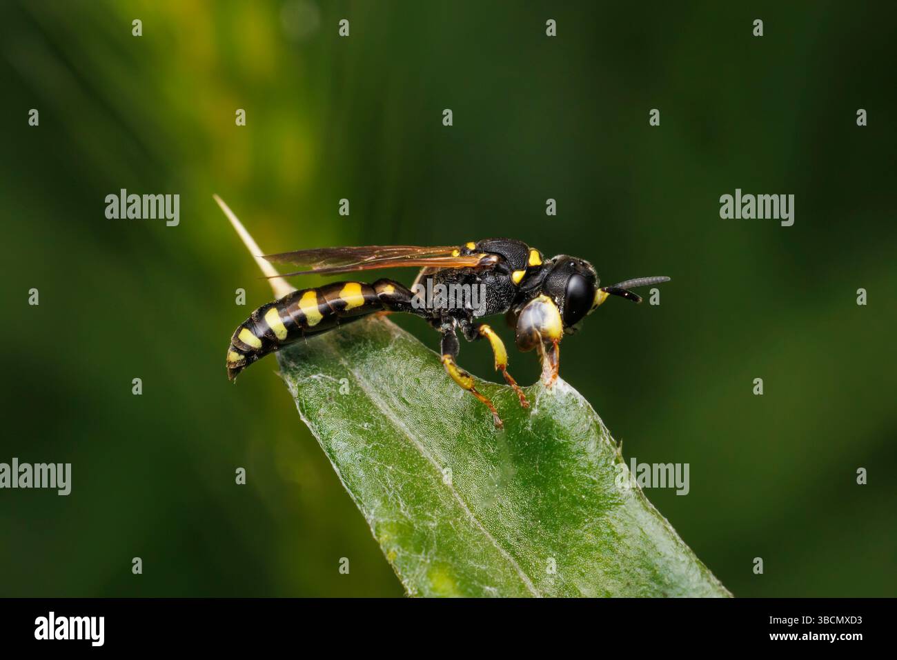 Shield handed wasps hi-res stock photography and images - Alamy