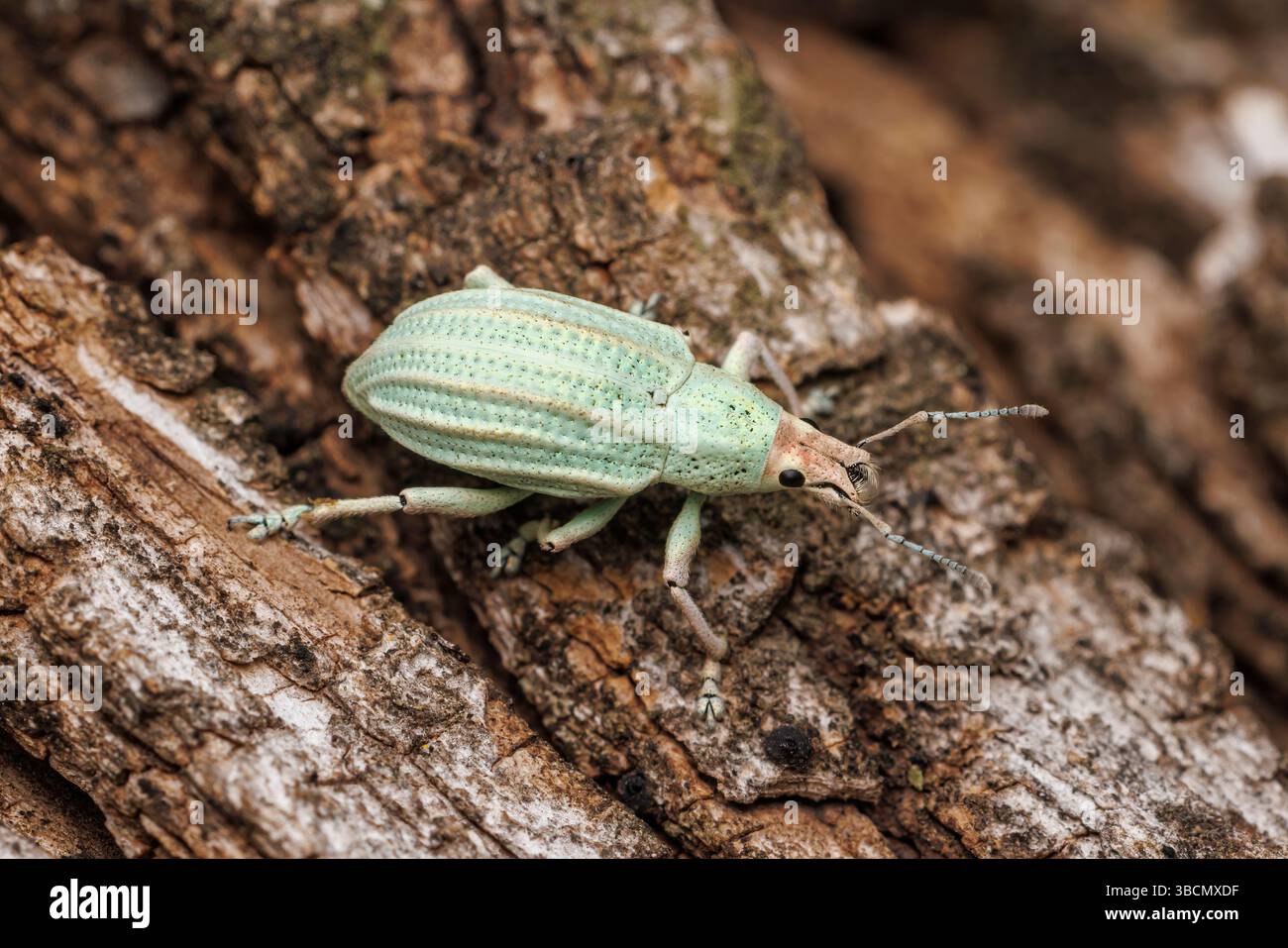 Golden headed weevil hi-res stock photography and images - Alamy