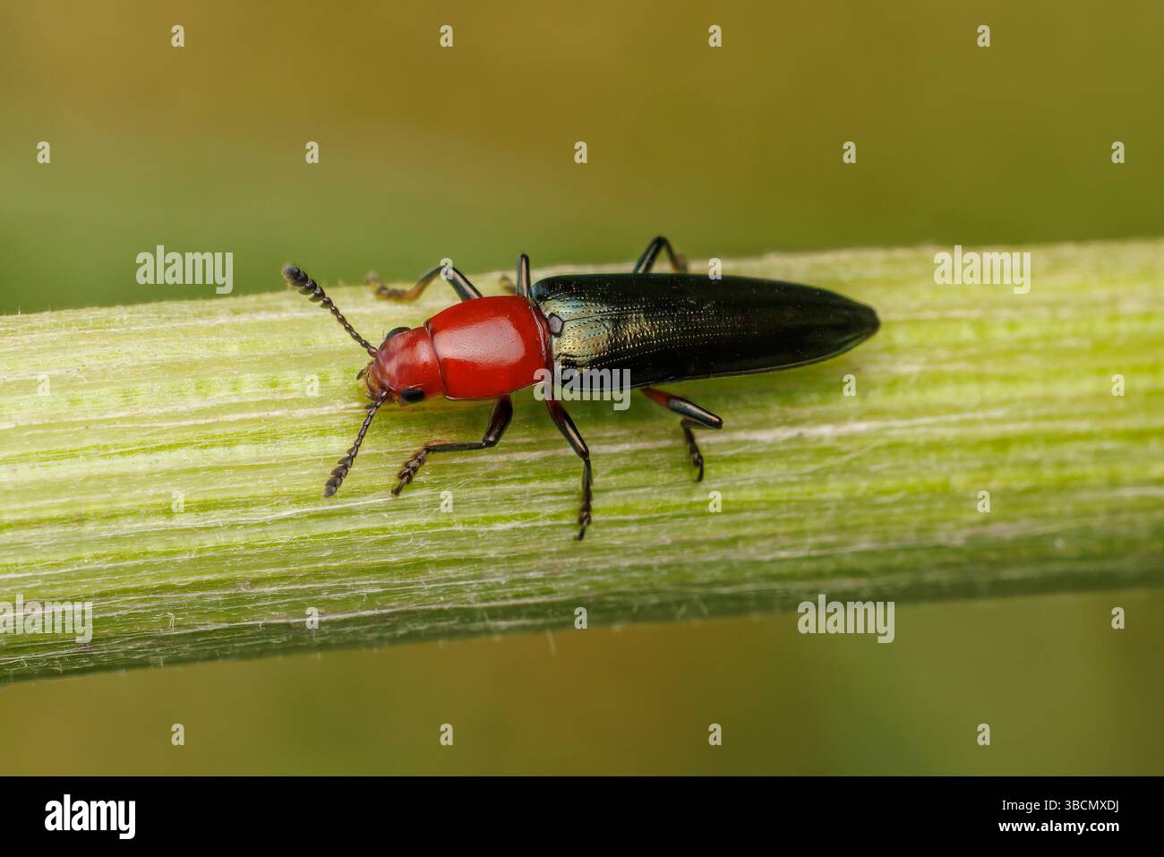 Clover Stem Borer (Languria mozardi Stock Photo - Alamy