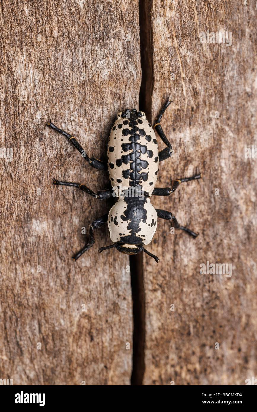 Texas Ironclad Beetle (Zopherus nodulosus haldemani Stock Photo - Alamy