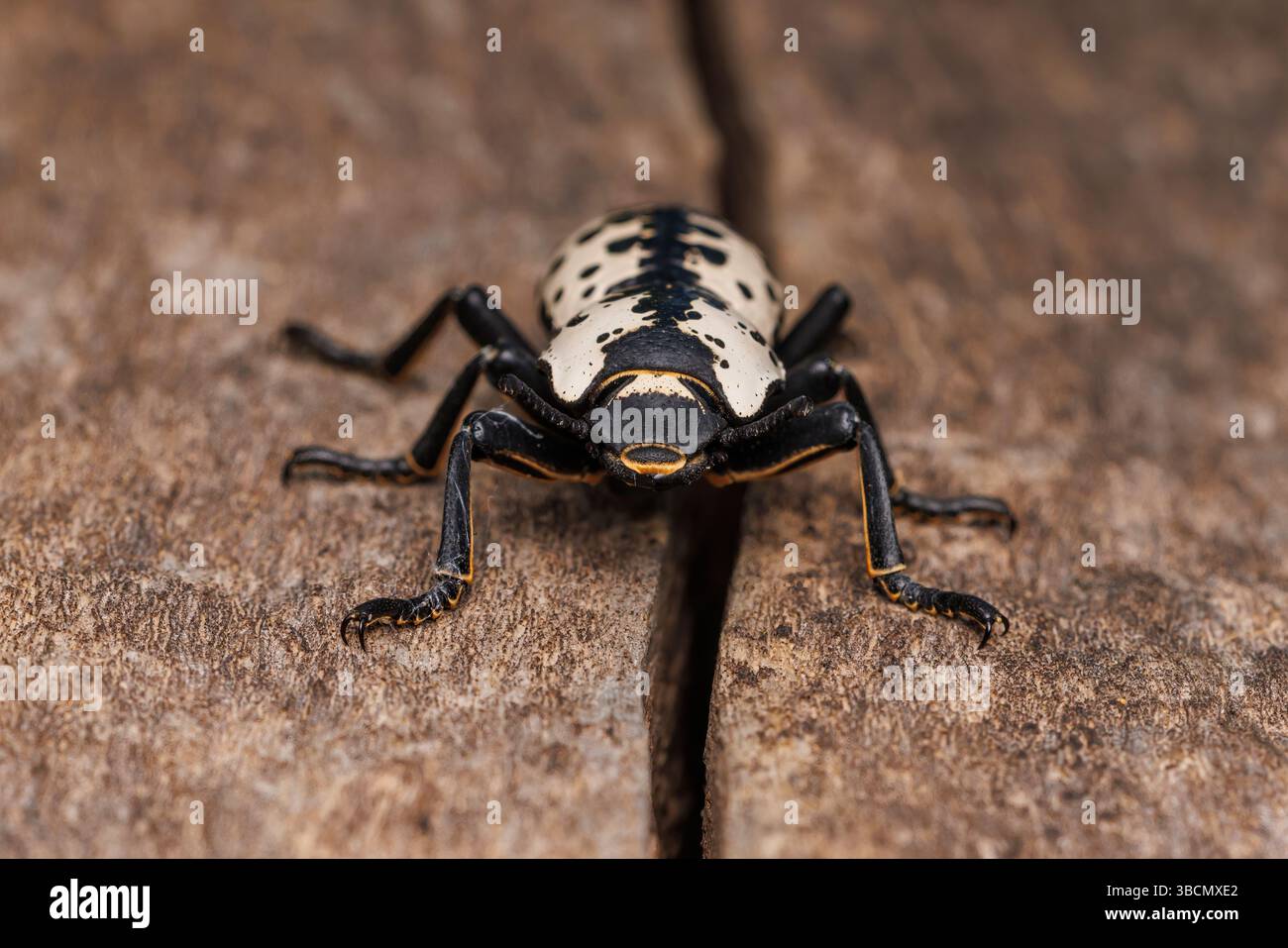 Texas Ironclad Beetle (Zopherus nodulosus haldemani Stock Photo - Alamy