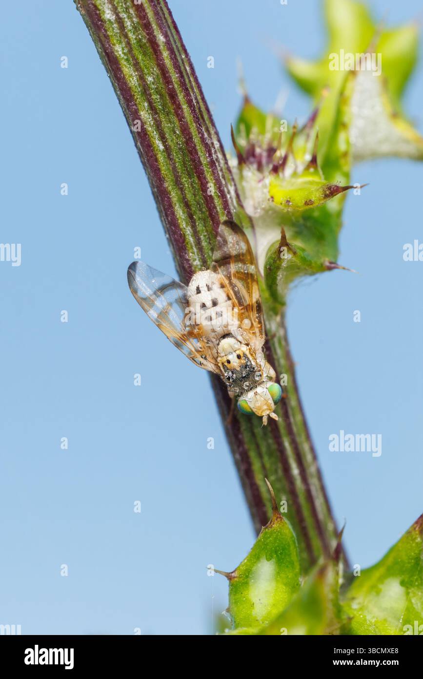 North american fruit fly hi-res stock photography and images - Alamy