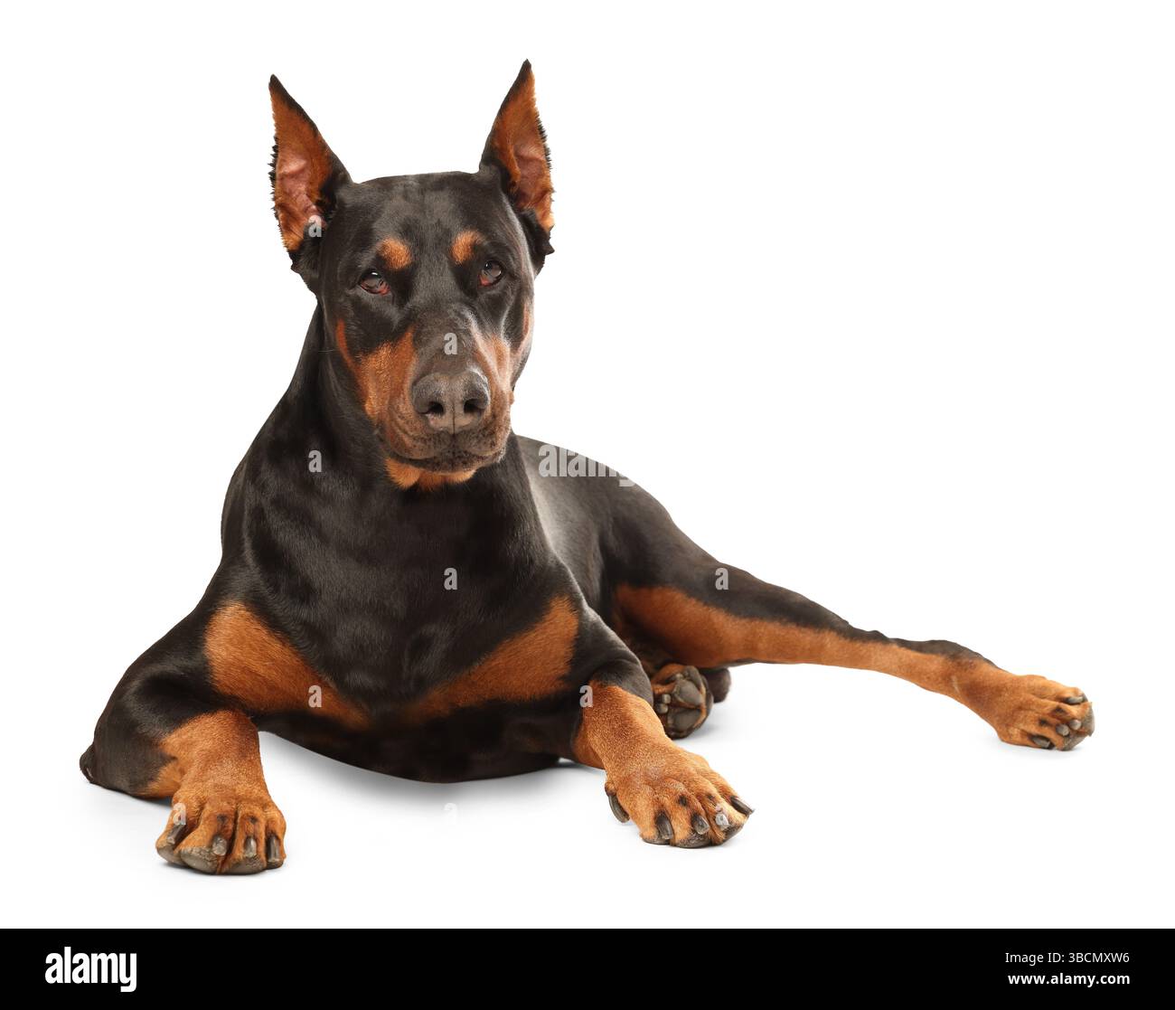 Adorable big Dobermann dog on white background Stock Photo - Alamy