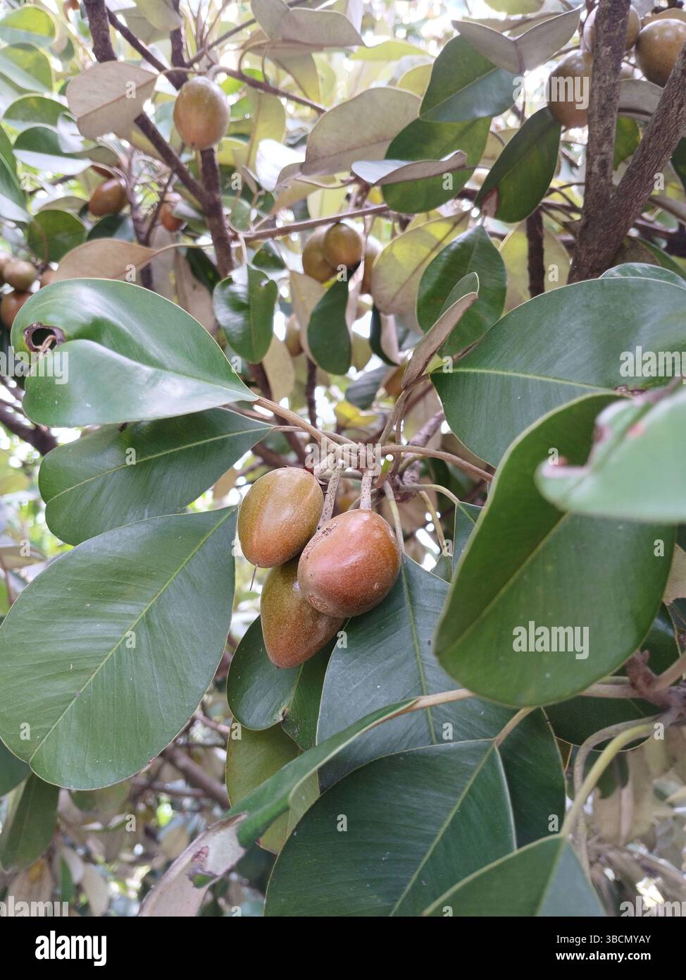 Sawo kecik (Manilkara kauki, Sawo jawa, caqui, wongi, adao, Adam’s ...