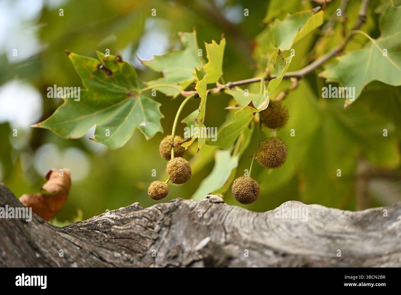 Melbourne, Australia. 16th May, 2025. Plane tree spikes specifically ...