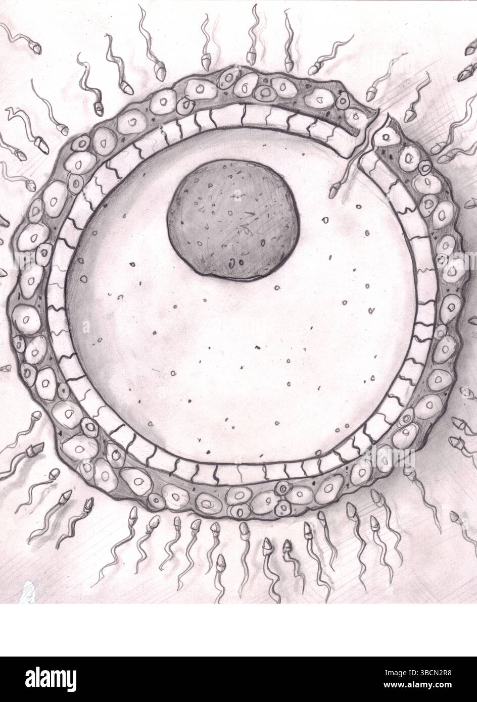 Human sperm approaching egg hi-res stock photography and images - Alamy