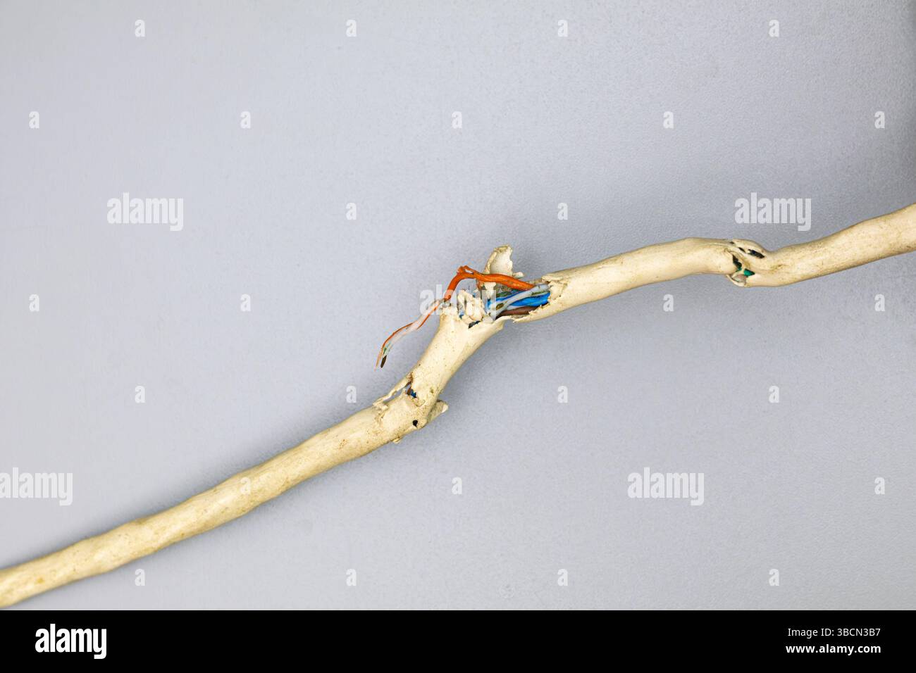 Mouse chewed hi-res stock photography and images - Alamy