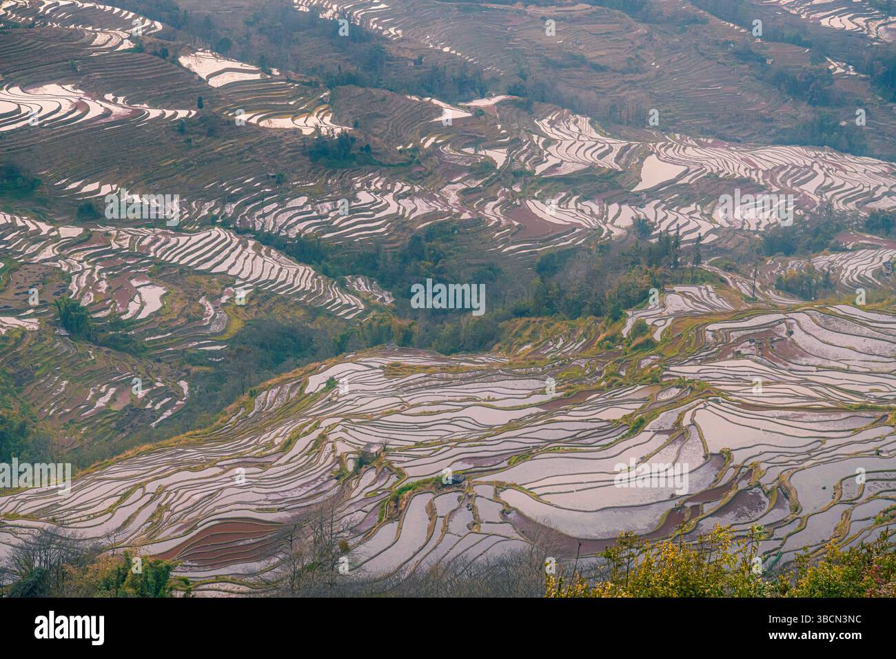 Close up on Bada rice terraces in Yunnan, China. Background image with ...