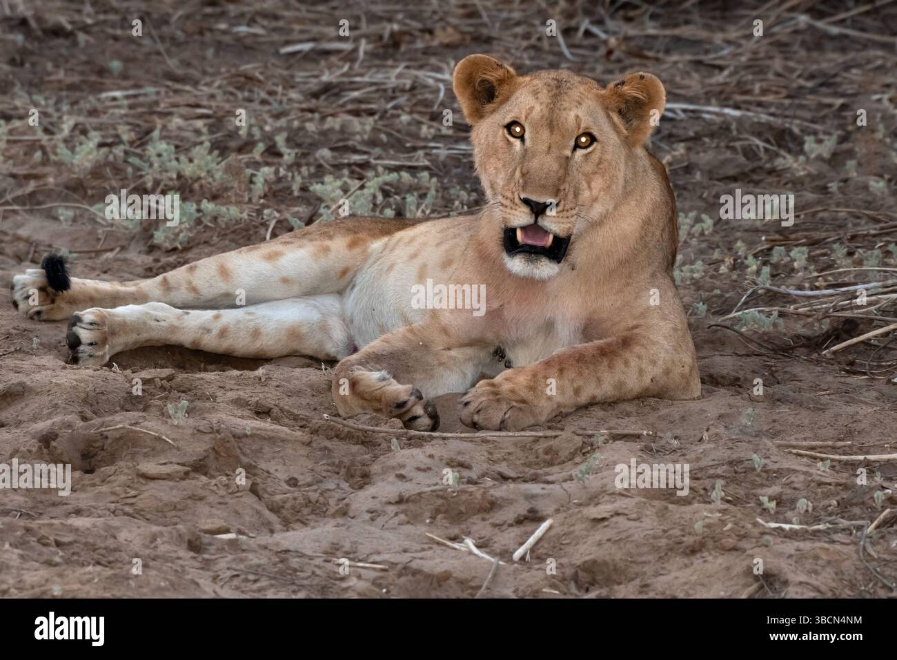 Zakouma national hi-res stock photography and images - Alamy