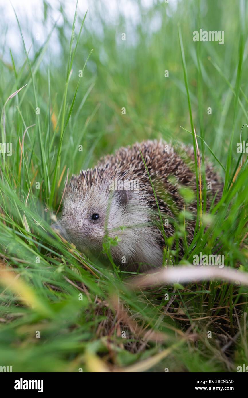 A wild hedgehog moving through lush green grass, captured up close in ...