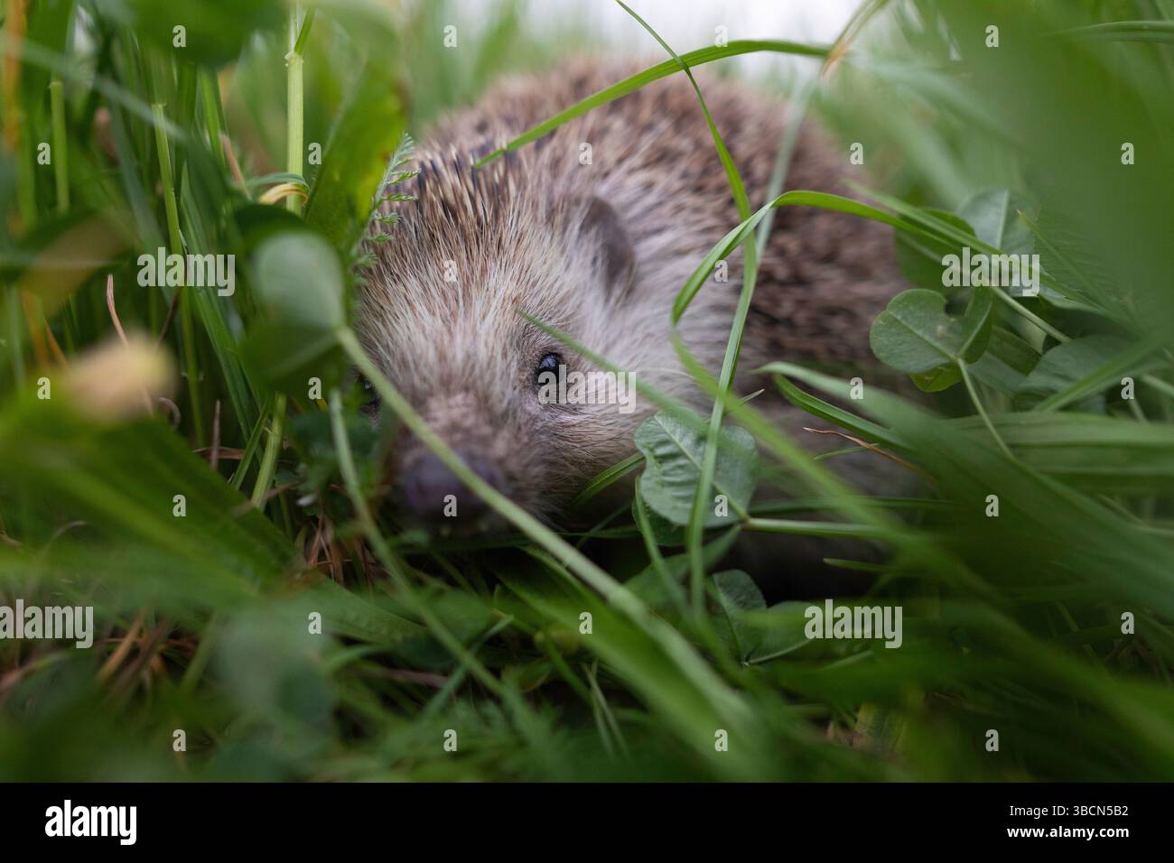 A wild hedgehog moving through lush green grass, captured up close in ...