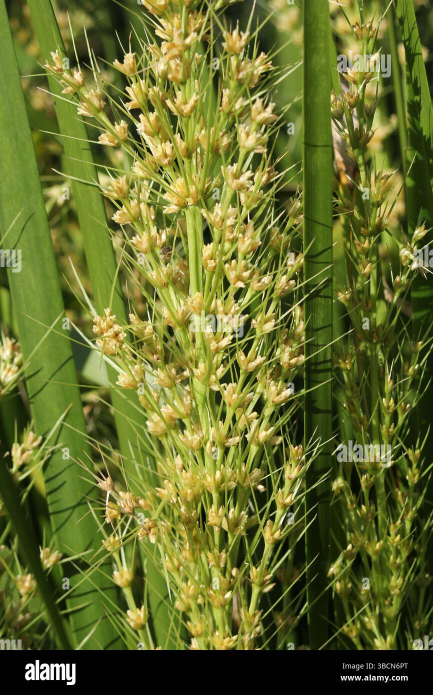 Close-up of a flower on a Lomandra plant in a garden Stock Photo - Alamy