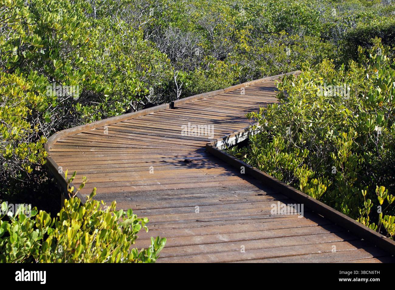 Wooden boardwalk trail winding hi-res stock photography and images - Alamy