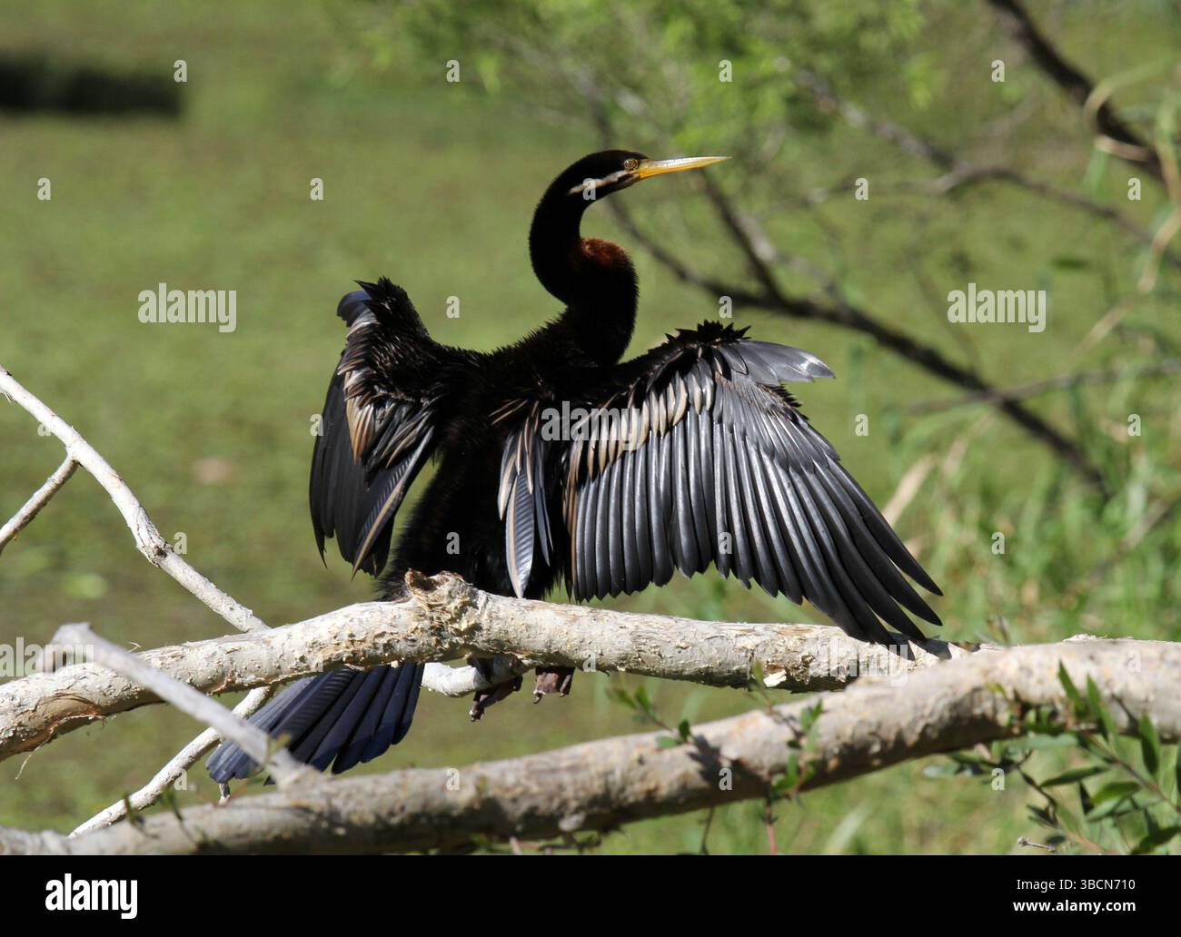 Australasian darter bird sitting on a tree branch with its wings spread ...