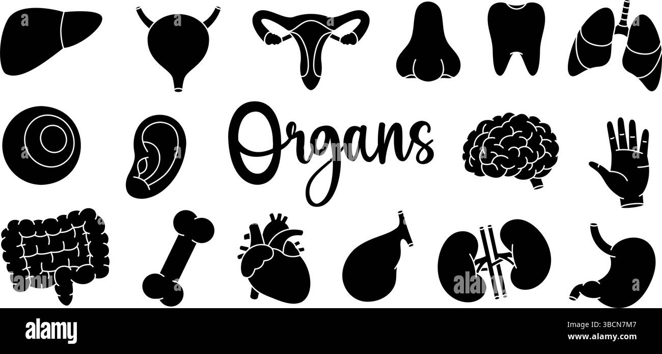 Black human organs. Internal organs anatomy. Heart, kidneys, tooth ...