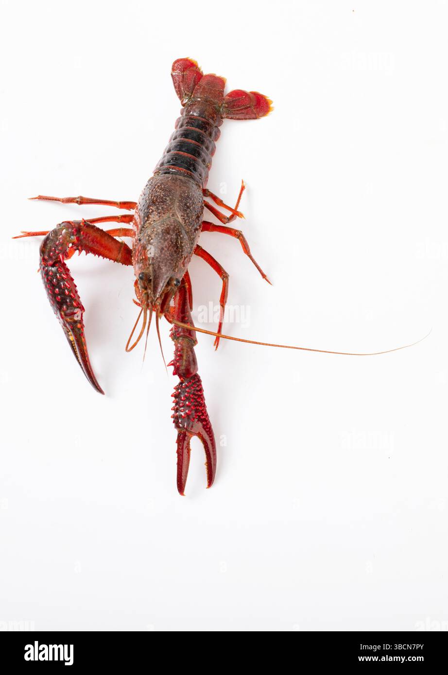 Fresh and active crayfish Stock Photo - Alamy