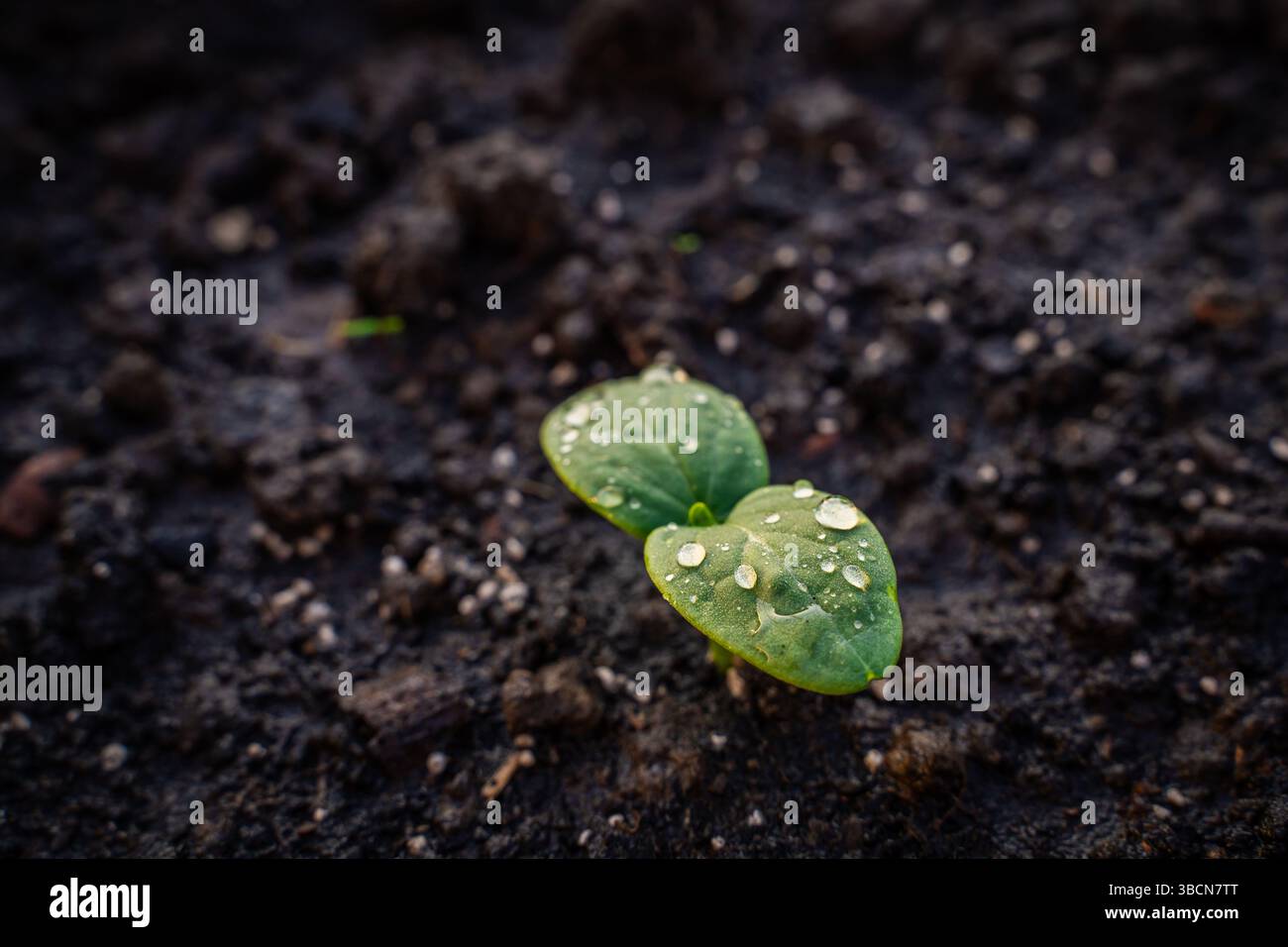 Cucumber sprout with first leaves in water drops close-up Stock Photo ...