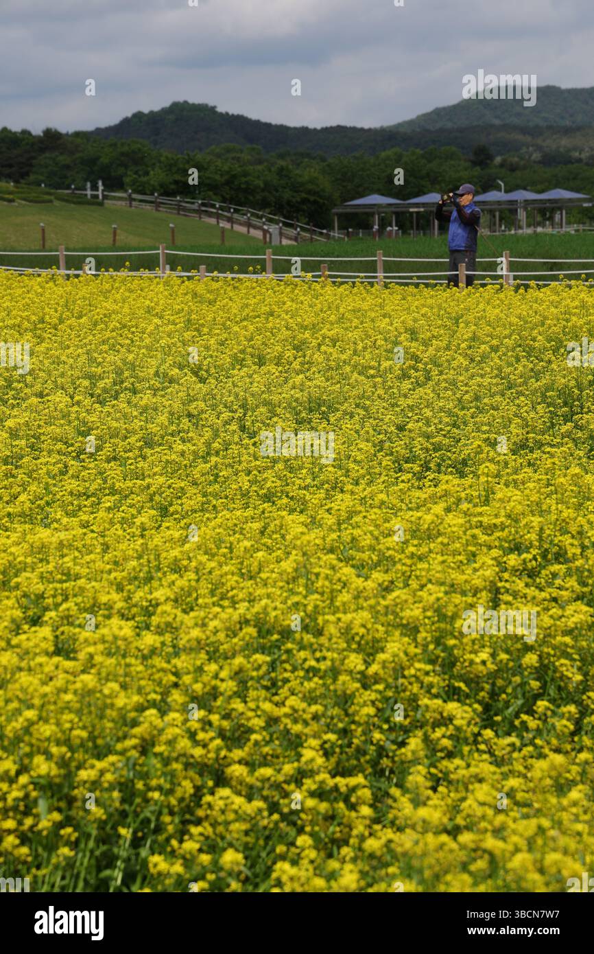 21st May, 2025. Yellow flowers A visitor photographs a rape field at ...