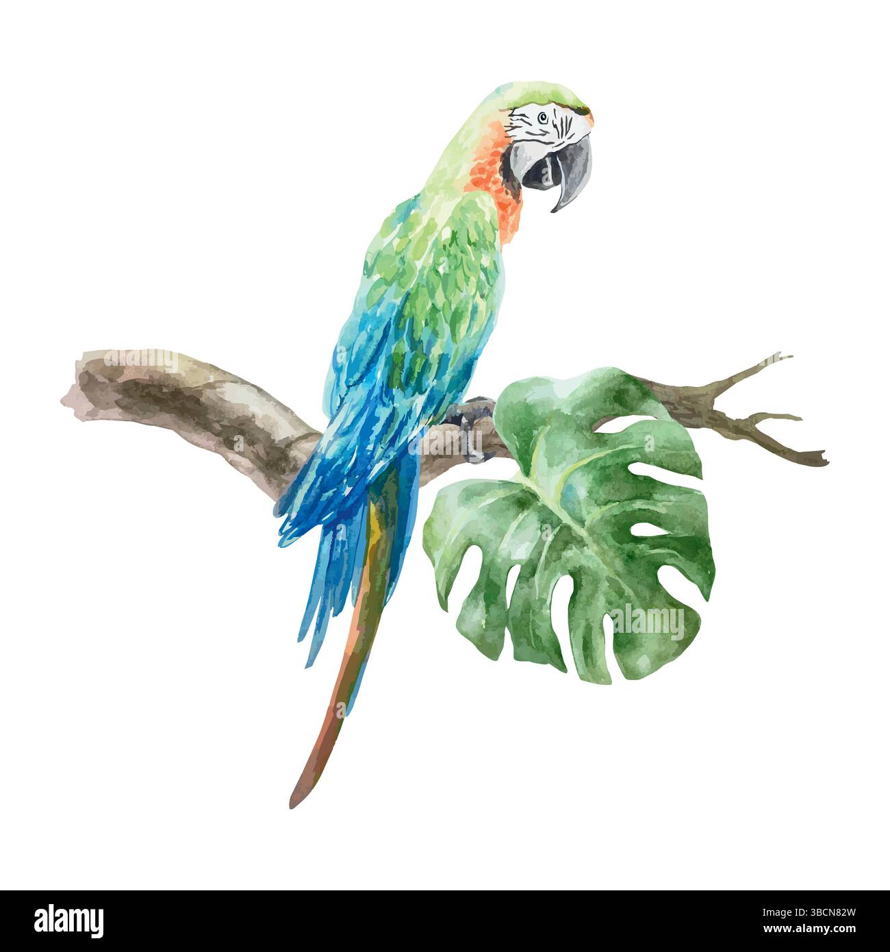 Colourful macaw Stock Vector Images - Alamy
