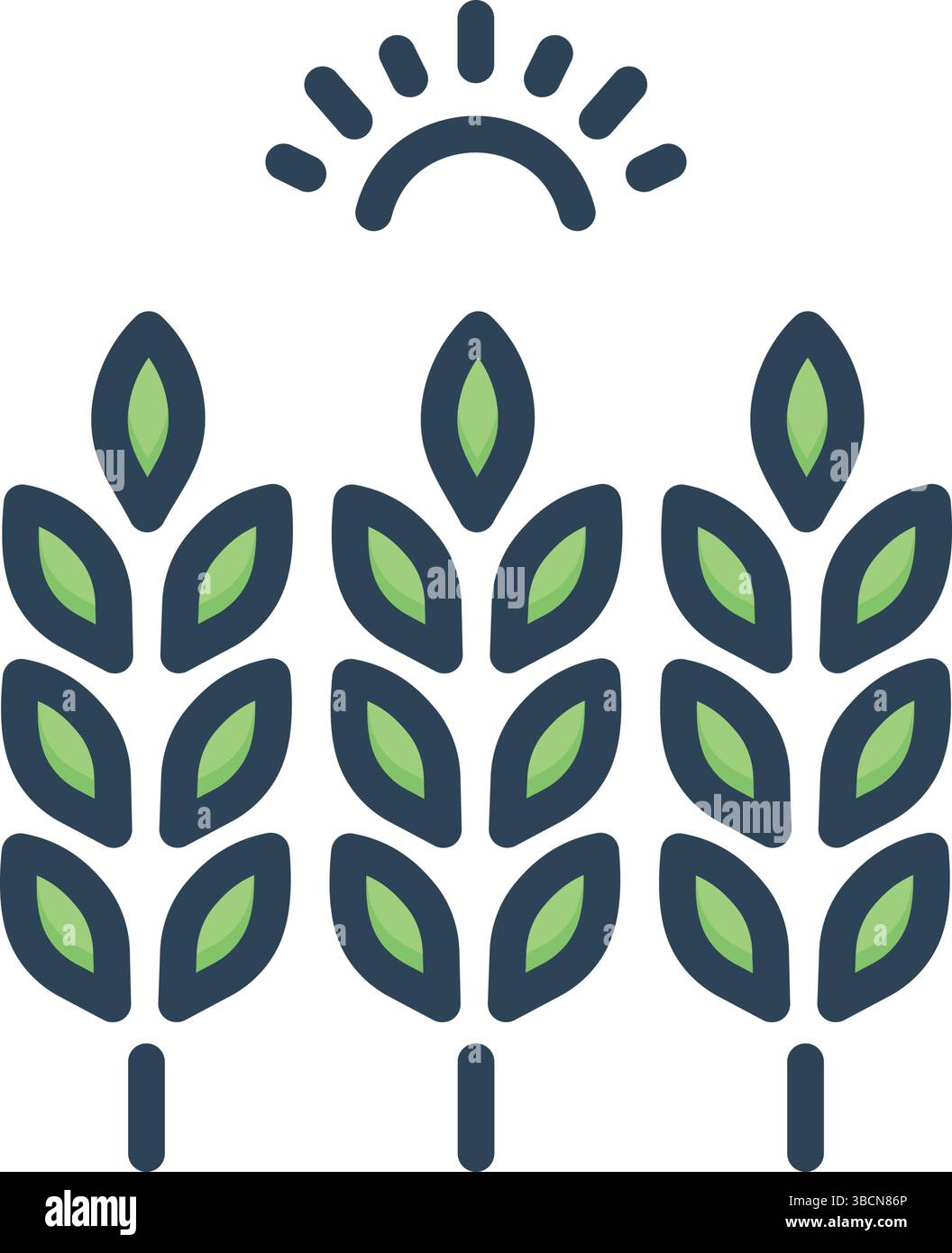 Durum wheat harvest Stock Vector Images - Alamy