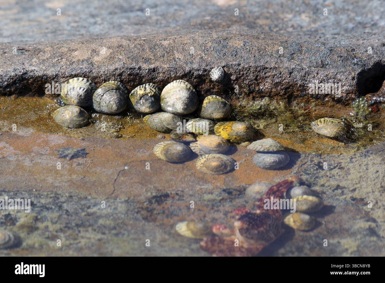 Striped-mouth conniwinks sea snails in a rock pool at a beach Stock ...
