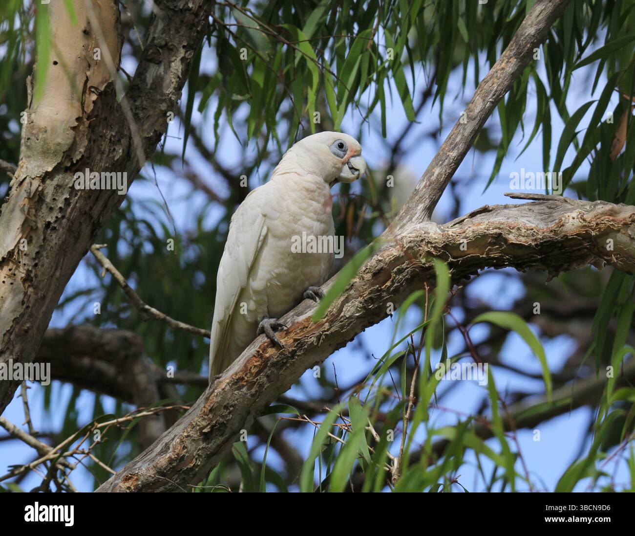 Corella in a tree hi-res stock photography and images - Alamy