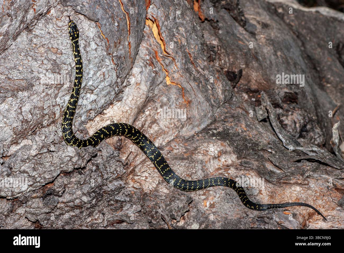 Australian Endangered Broad-headed Snake climbing at base of gum tree ...