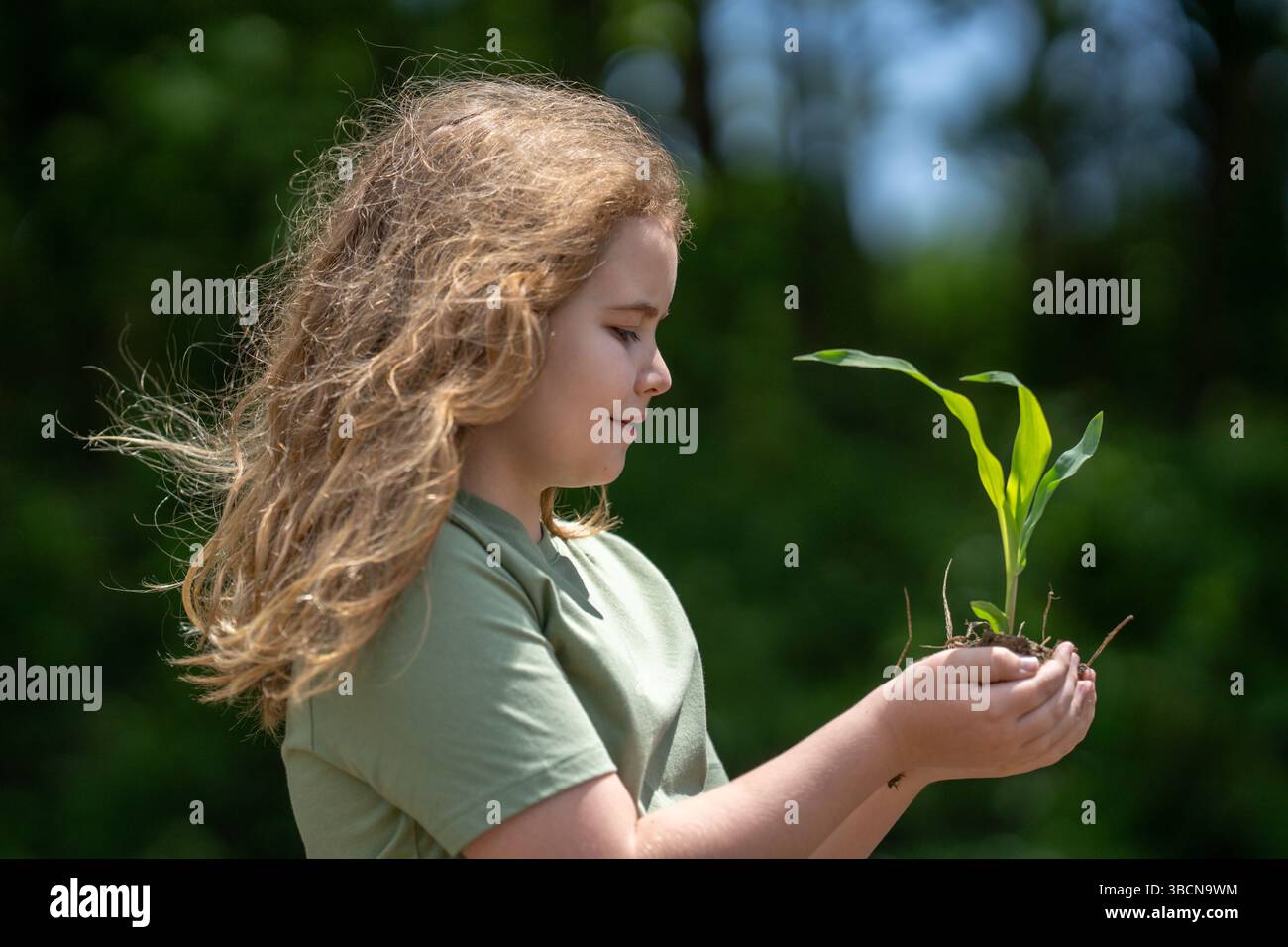 Ecosystem. Kid in eco-friendly corn field. Farming in green ecosystem ...