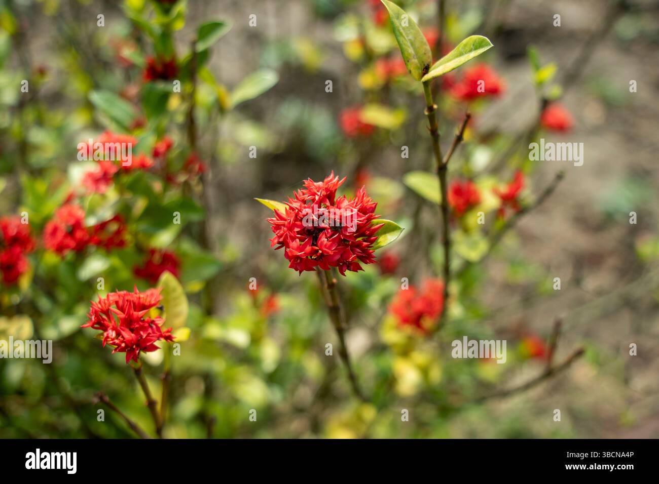 Flaming Glorybower Clerodendrum splendens is a striking, evergreen or ...