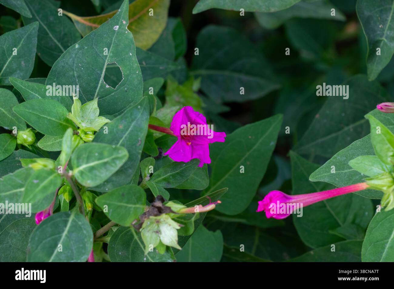 Marvel of Peru Mirabilis jalapa, also known as the Four O’Clock Flower ...
