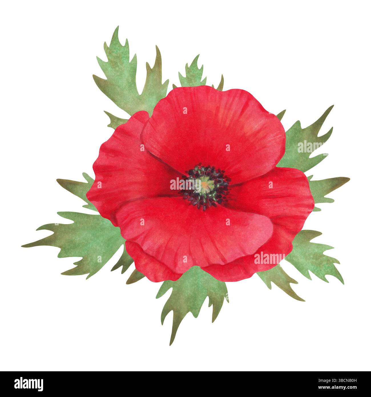 Scarlet poppy flower with petals. Watercolor and marker illustration ...