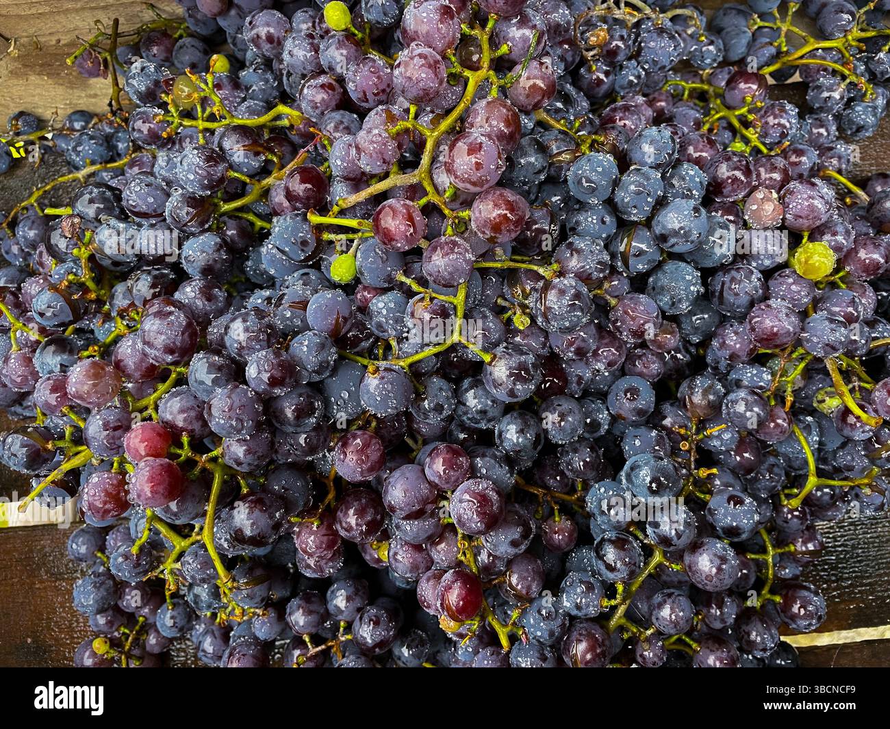 Isabella grapes in blue hi-res stock photography and images - Alamy