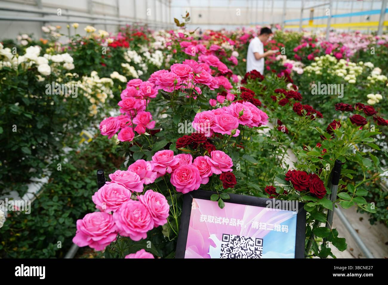 **CHINESE MAINLAND, HONG KONG, MACAU AND TAIWAN OUT** New varieties of ...