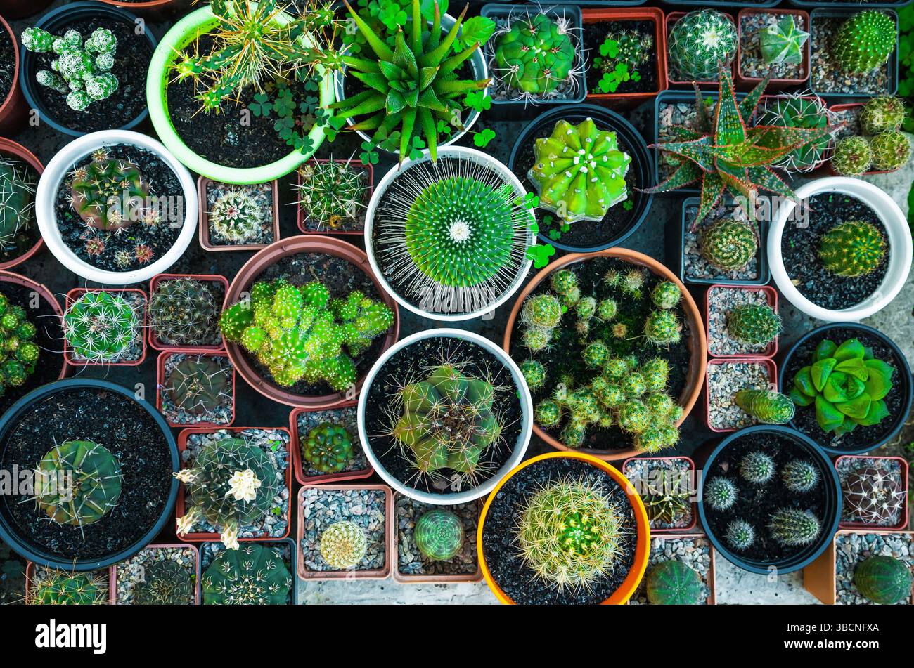 Close up different types cacti hi-res stock photography and images - Alamy