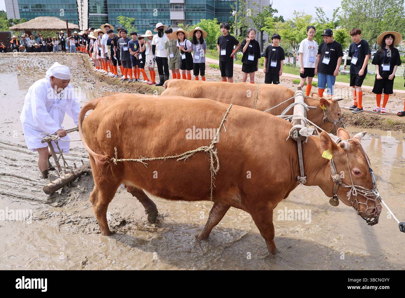 21st May, 2025. Bull-powered rice paddy tilling A farmer drives two ...