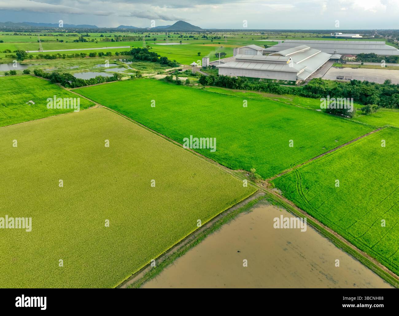 Aerial view of green rice fields and agricultural warehouse facility ...