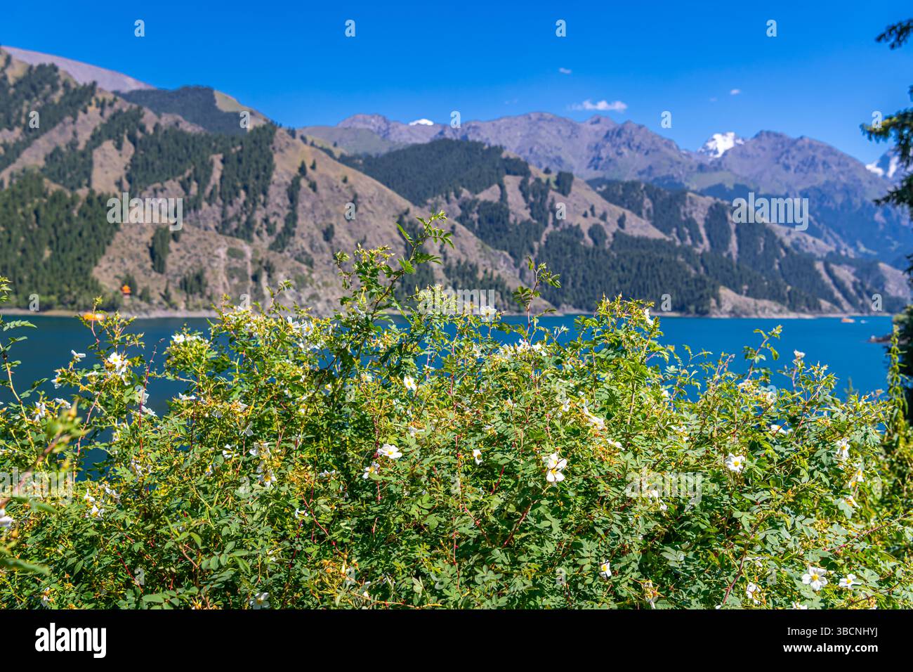 Beautiful pine trees forest, snow capped Tianshan mountains at the back ...