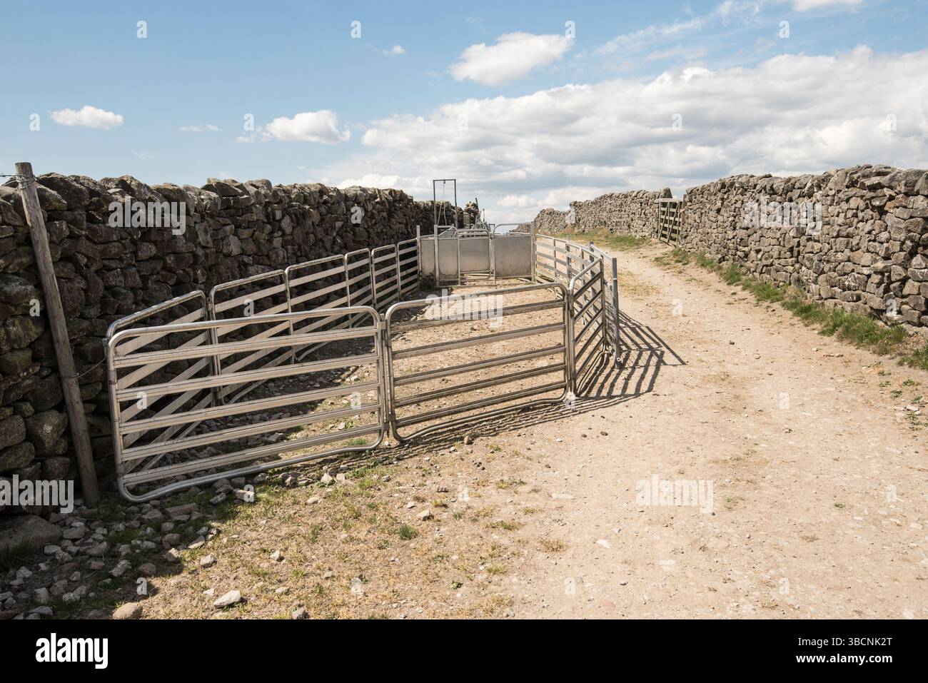 Sheep handling system set up in Edge Lane between Hebden and ...