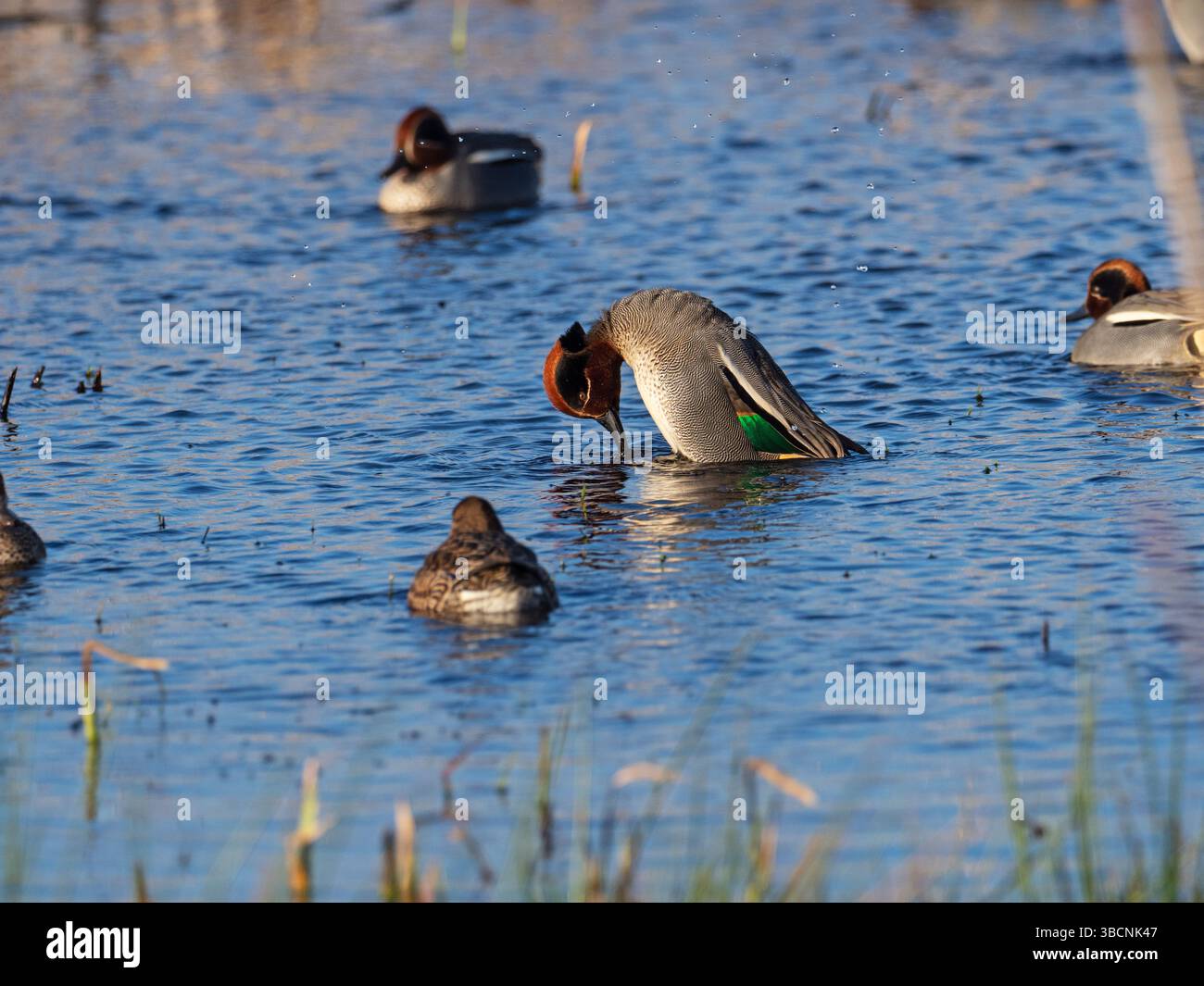 Common Teal Anas crecca male in a pool displaying to attract a mate ...