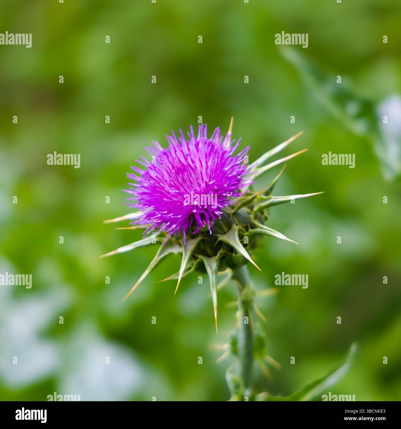 Close-up of a vibrant purple Milk Thistle (Silybum marianum) flower ...