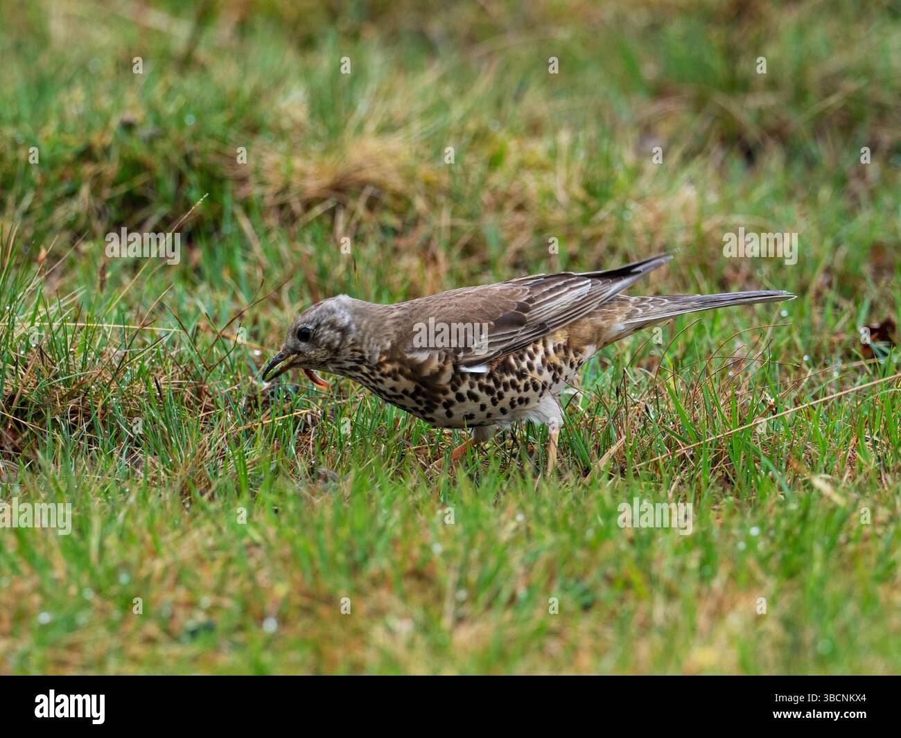 The inner worm hi-res stock photography and images - Alamy