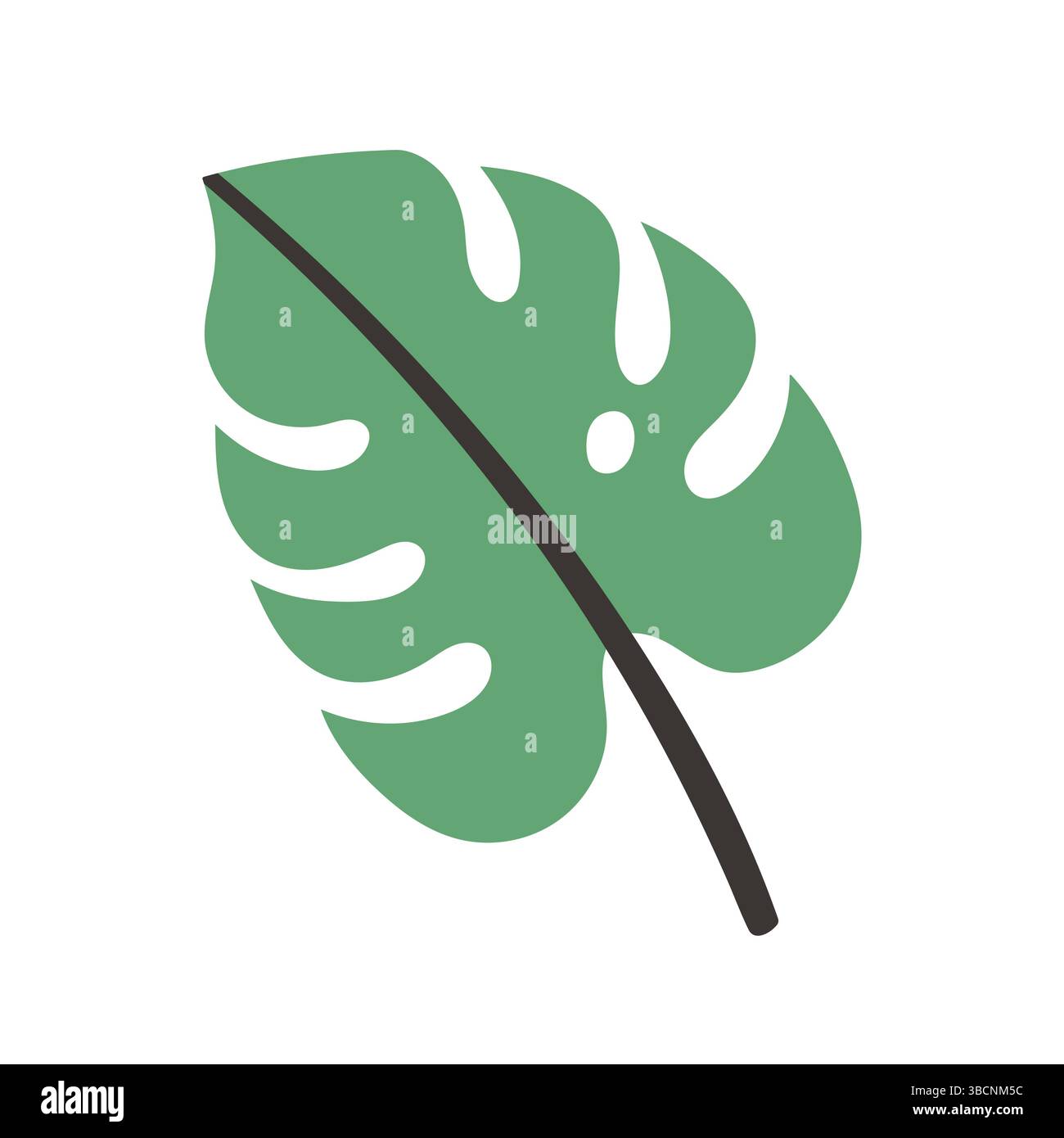 Vector illustration of a single monstera leaf in green with a bold dark ...
