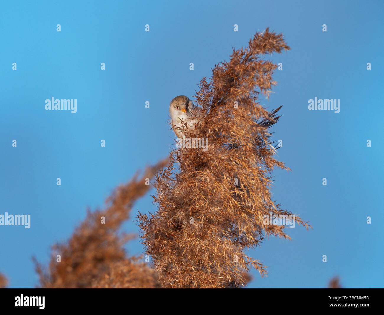 Bearded reedling Panurus biarmicus female feeding on Common reed ...