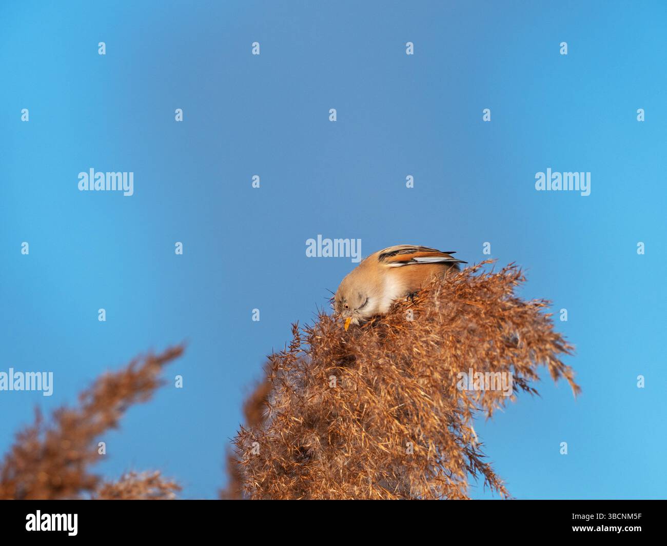 Bearded reedling Panurus biarmicus female feeding on Common reed ...