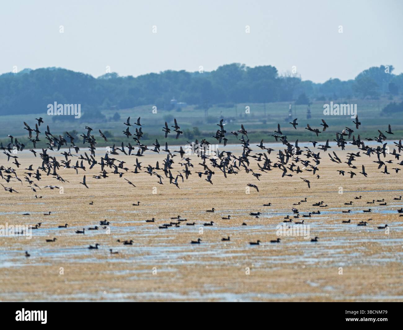Blue-winged teal Anas discors flock taking off from a saltmarsh lagoon ...