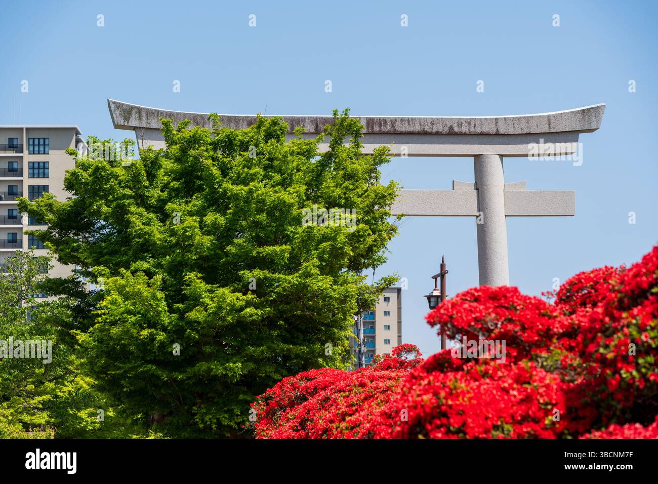 Crimson Kirishima azaleas in full bloom along Nagaoka Tenmangu ...