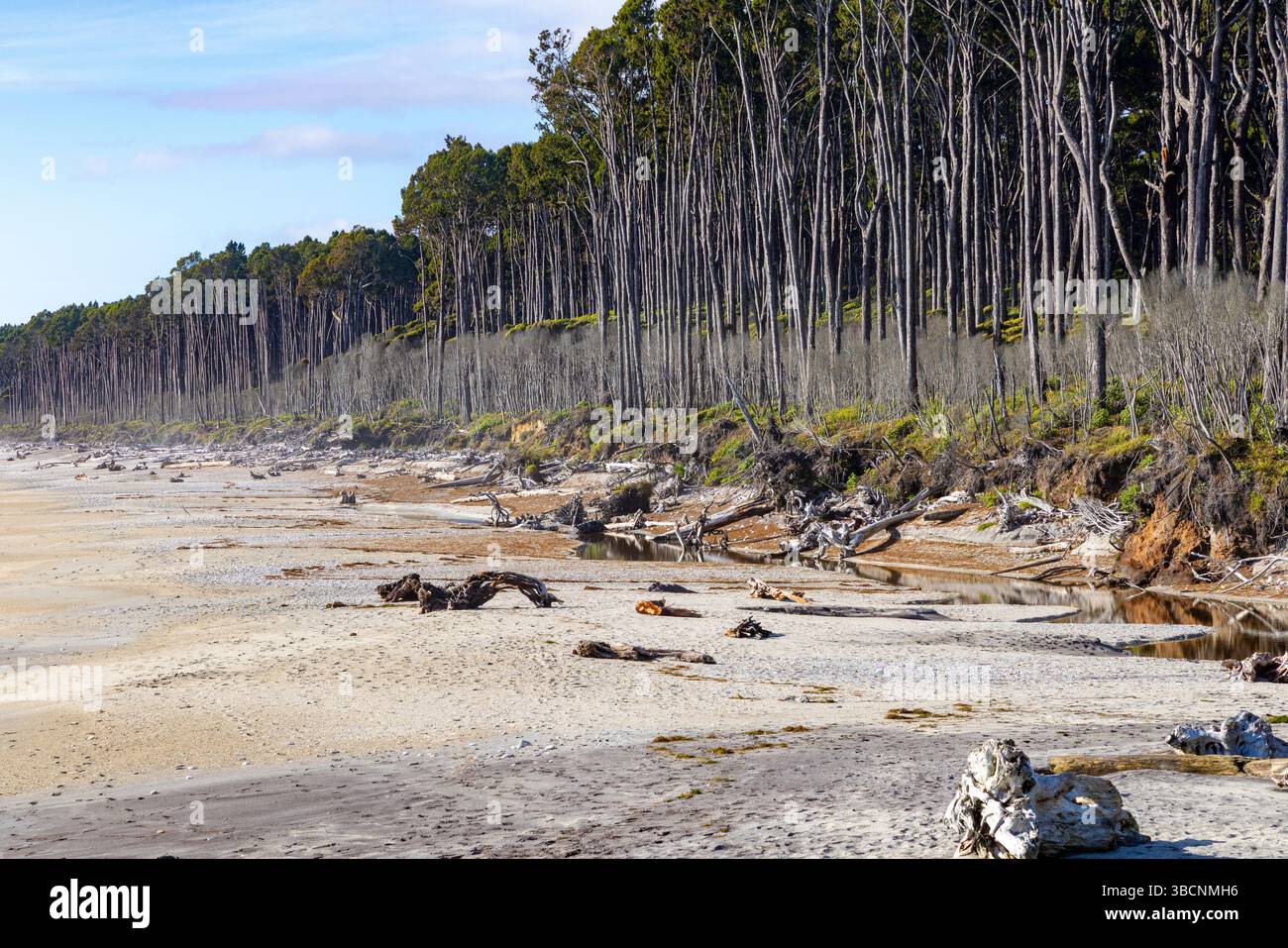 Bruce Bay New Zealand Stock Photo - Alamy