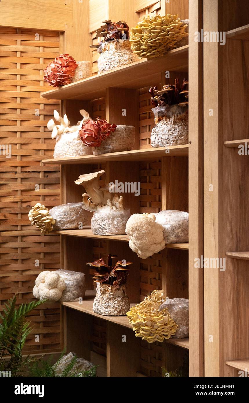 FILE PICS. 21st May, 2025. Tom Massey and Je Ahn’s The Avanade ...