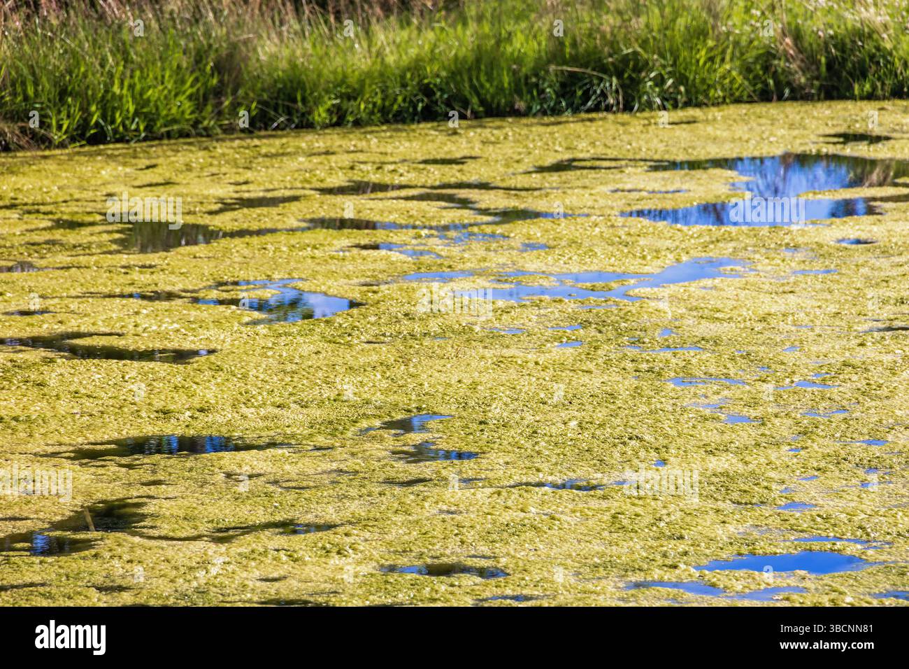 Lake with heavy algae bloom in the water Stock Photo - Alamy