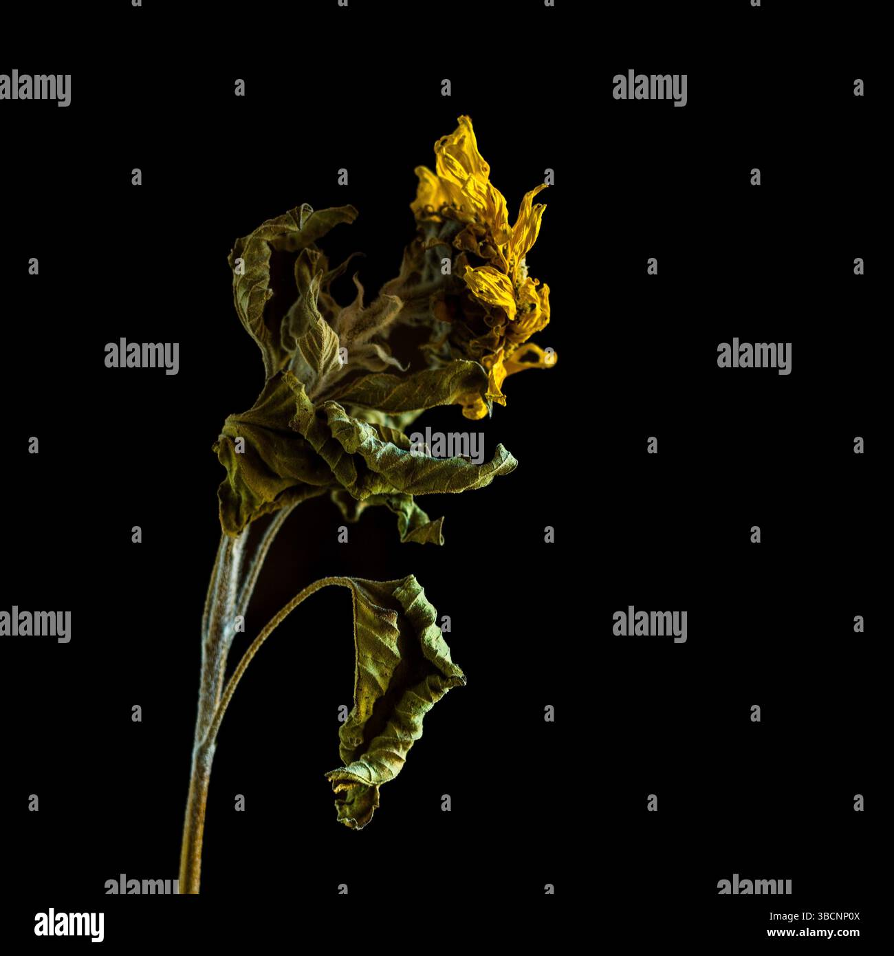 Dried sunflower reveals intricate details against dark background ...